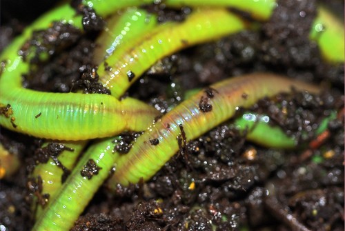 Green Canadian Nightcrawlers Treated with Worm-Glo. Free Shipping | eBay
