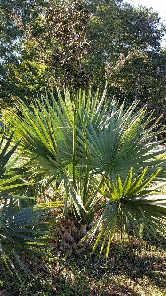 sabal seeds products for sale | eBay