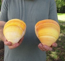 Giant Sea Shell for sale | eBay