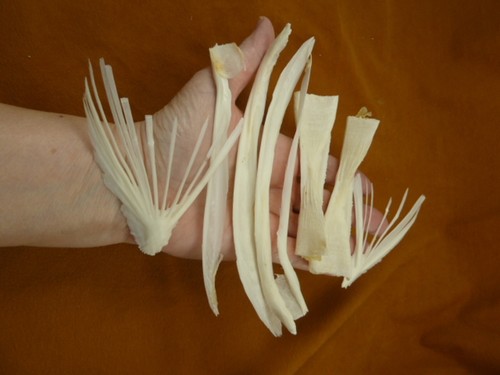 W3-G-1 Paddlefish skeleton parts Polyodon spathula spoonbill paddle ...