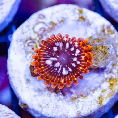 Utter Chaos Zoanthids, WYSIWYG Coral | eBay