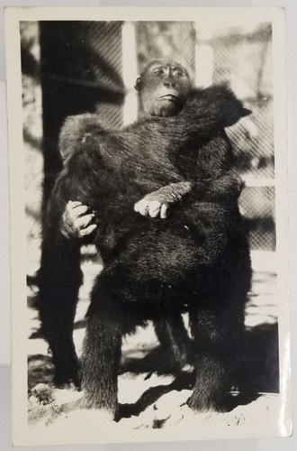 Chimpanzees Monkeys Playing Fun Embracing Real Photo Postcard RPPC | eBay