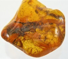 Bernstein Natur Insekt Inklusen 1 Mücke Sammler