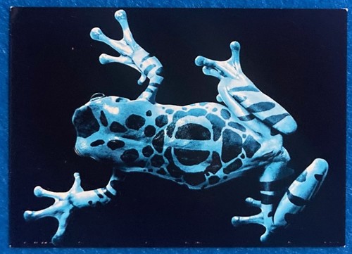 FRINGE SEASON 1 PROMO CARD POISON ARROW FROG UNNUMBERED WARNER BROS ...