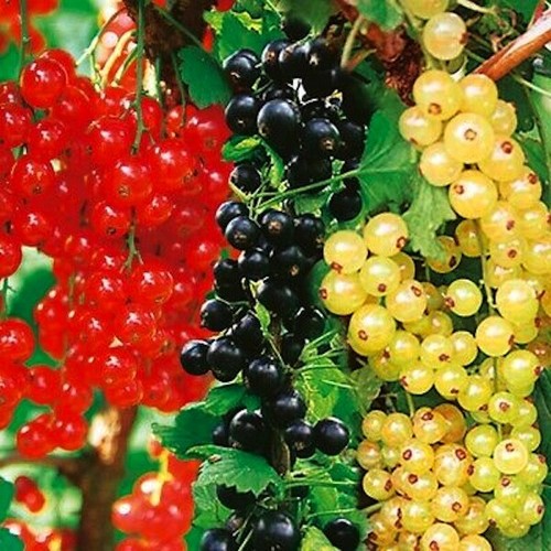 TRIO - RED BLACK WHITE CURRANT- 3 plants in pot | eBay
