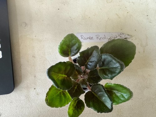 African Violet Starter Plant Rumba Red | eBay