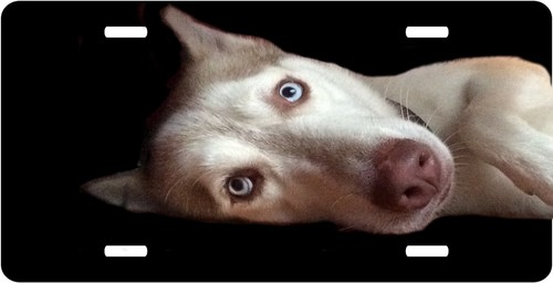 PERSONALIZED PET PHOTO LICENSE PLATE DOG ANIMAL PUPPY CUSTOM PRINTED ...