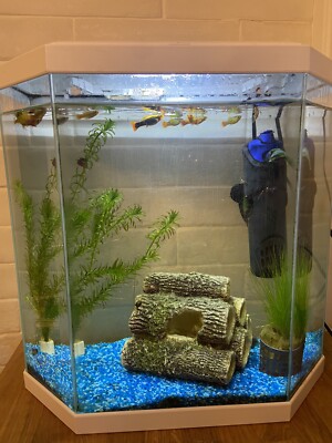 Fish Tank With Accessories for sale | eBay