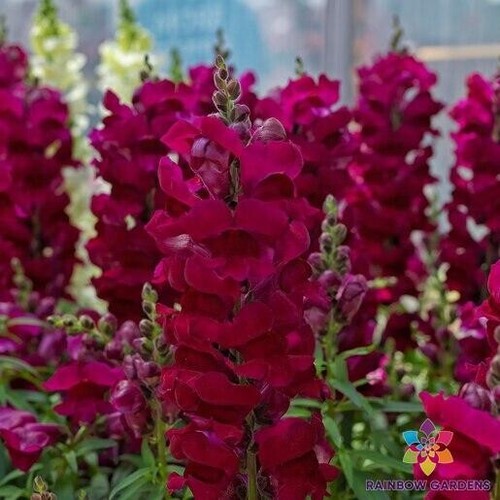1000+ Maryland Royal Burgundy Snapdragon Seeds for Garden - USA - FREE ...