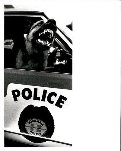 LD302 1982 Original Garry Watson Photo SNARLING POLICE DOG Burbank ...