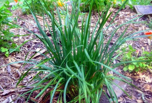 Geisha Garlic Chives - 1/8 Tsp. (200-230 seed count) | eBay