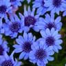 THE BLUES BLUE DAISY Felicia Heterophylla - 300 Bulk Seeds | eBay