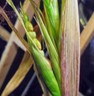 TEOSINTE Nitrogen-Fixing Corn Ancestor (Zea mays ssp. mex./parviglumis ...