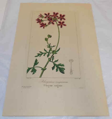 1828 Antique COLOR Flower/Tree Print///BLOODY GERANIUM, or, PELARGONIUM ...