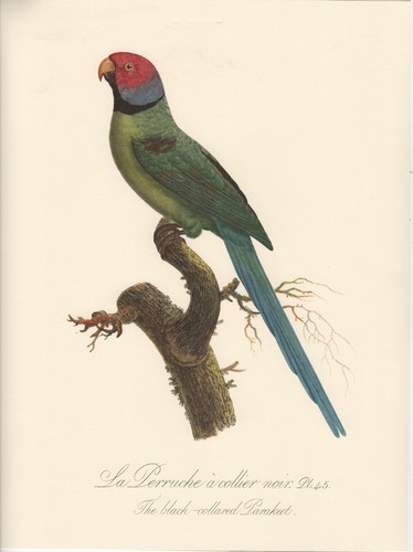 BARABAND PARROT PRINT / #536 / COLLARED PARAKEET / PLATE 45 / 10" X 12 ...