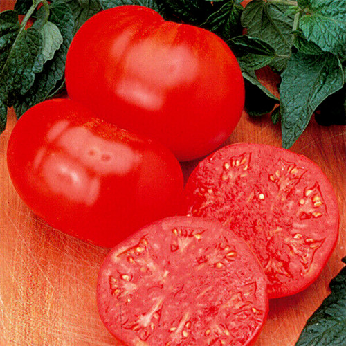 35 SEEDS - Tomato WATERMELON BEEFSTEAK 1-2 lb fruit GroCo USA- BUY 15 ...