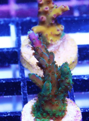 Purple Tips Valida Acropora Zoanthids Paly Zoa SPS LPS Corals, WYSIWYG ...