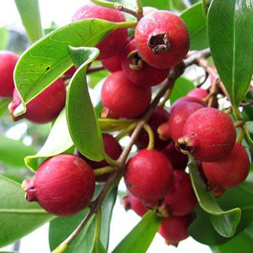 Wild Guava-Ambul Pera (Psidium cattleianum) Strawberry Guava live fruit ...