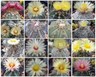 Astrophytum asterias kabuto MIX sand dollar cacti rare cactus kiko seed ...