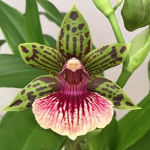 redfoxorchids | eBay Stores