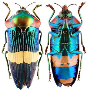 COOLINSECTS | eBay Stores