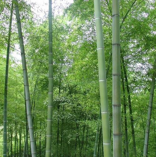 50+Giant Moso Bamboo Seeds Perennial evergreen Grows Edible Bamboo ...