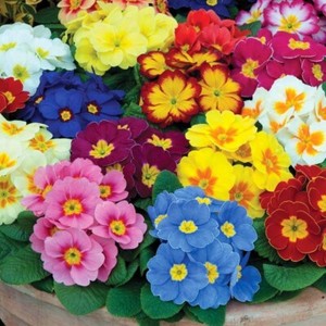 primula vulgaris products for sale | eBay