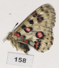 Parnassius Butterfly for sale | eBay