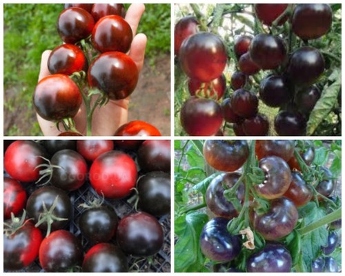 Томат Cascade Village Blue Голубой водопад деревни Семена Tomate | eBay.de