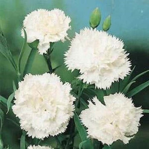Carnation Seeds 50 Grenadin Snow White Seeds Nursery Seeds | eBay