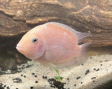 Convict Fish Breeding Made Easy for the new hobbyist