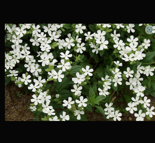 Saponaria Occymoides Tumbling Ted White Soapwort Plant Perennial 1 x 1 ...