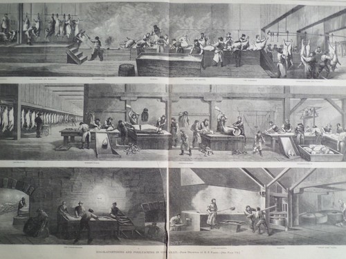 Slaughtering Hogs Pigs Pork Packing Cincinnati Ohio Harper's Weekly ...