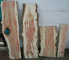 red flame box elder for sale | eBay