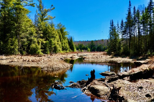Photographic Print of Adirondack Bog | eBay