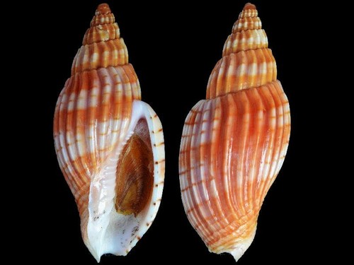 Lyria delessertiana - Shells from all over the World NEW!!! | eBay