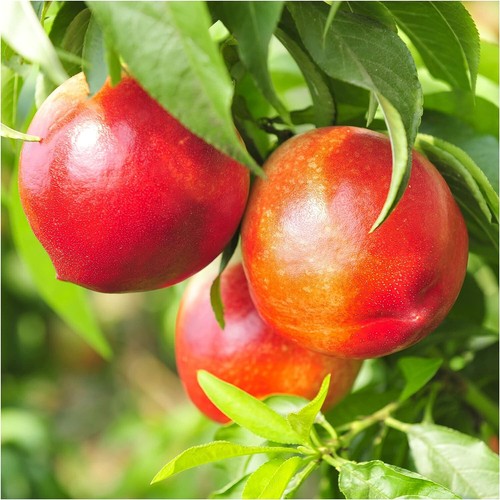 Dwarf Patio Nectarine Tree, In a 5L Pot, Miniature Self-Fertile & Heavy ...