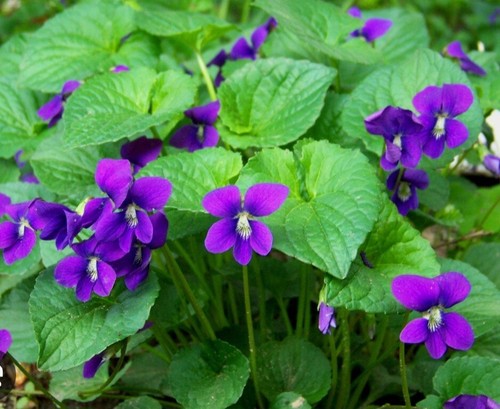 15 Purple Wild Violets Flower Bulbs/Perennial/Bare Root Native ...