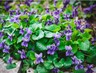 20 Organic Common Blue Violet seeds ~ Viola sororia ~ Native *Free US ...