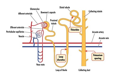 Site Of Action Of Loop Diuretics Limited Edition Premium Poster 91x61cm ...