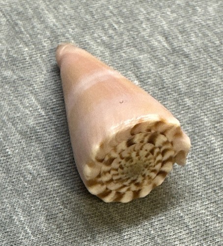 Conus recluzianus roseorapum 40.1mm !!! | eBay