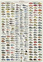 Australian Fish Identification - Fisherman's Guide NSW - LAMINATED ...