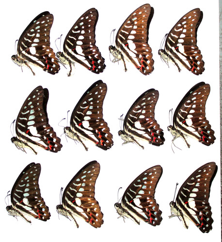 Papilionidae. 12 x Graphium meyeri meyeri. Konawe. S.E.Sulawesi | eBay