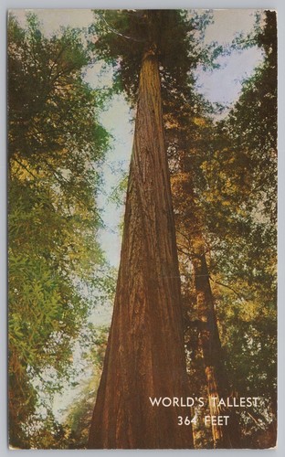 State View~Founders Tree~Redwood Highway California~PM 1959~Vintage ...
