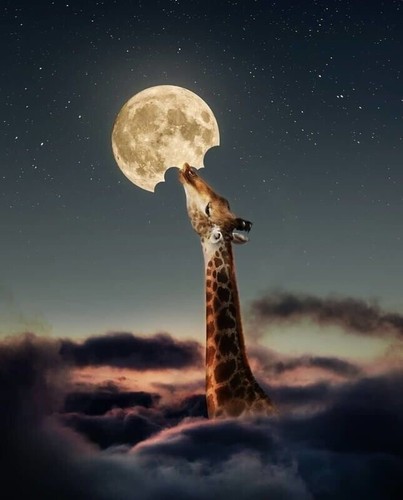 Giraffe Sticker (6 Inch) Cute Funny Eating Moon Head In Clouds High ...