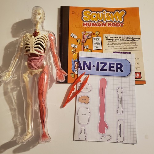 Smartlab Squishy Human Body | eBay