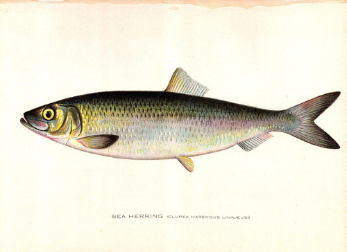 "SEA HERRING" Antique Fish lithograph 1905 | eBay