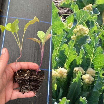 Vegetable Plug Plants for sale | eBay