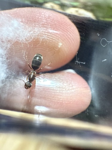 Queen ant - Dorymyrmex Insanus W/eggs - (FEEDER INSECT) | eBay
