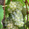 2 MUSCADINE GRAPE VINES LIVE PLANTS FRUIT Rotundifolia Fox Bullace ...